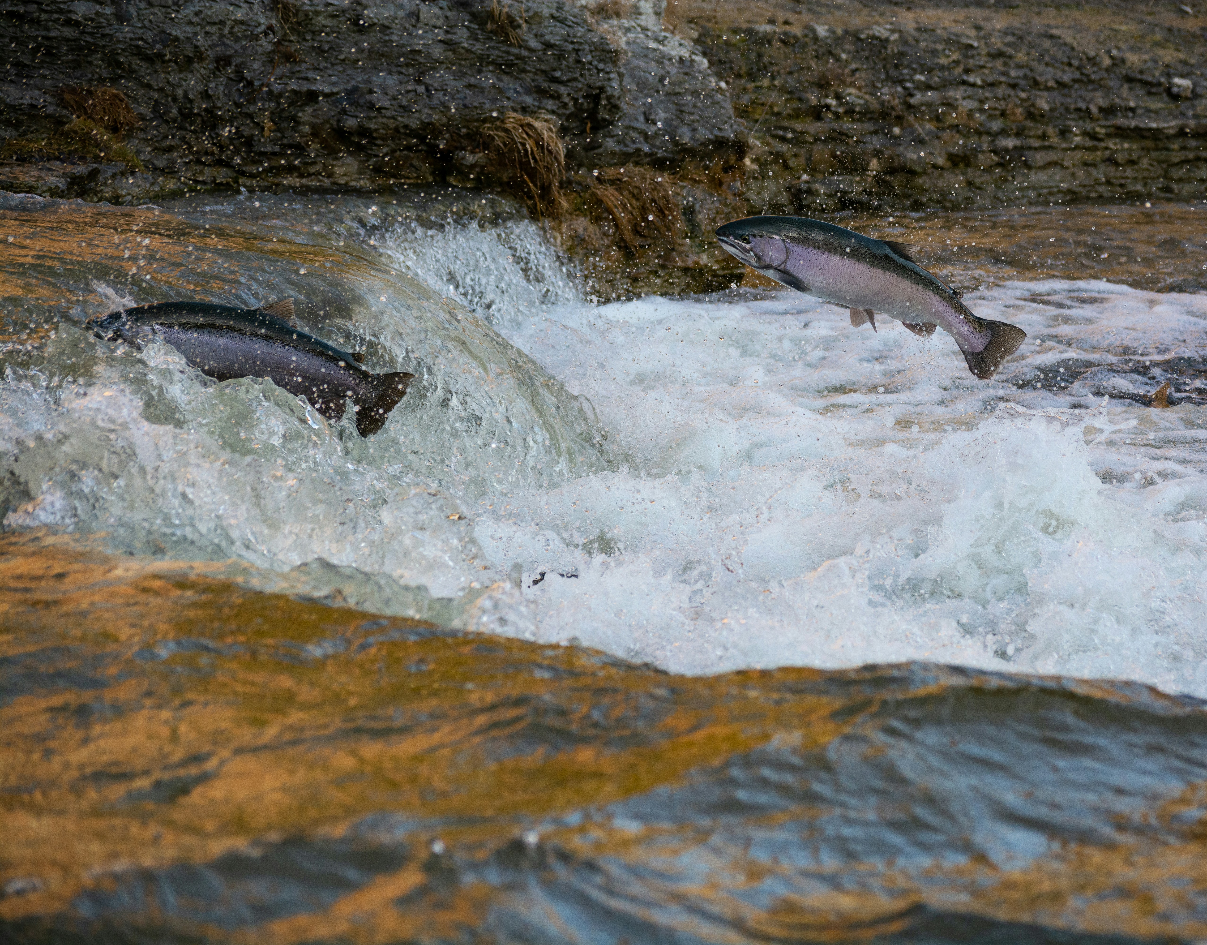 California’s freshwater ecosystems are in urgent peril: new report ...